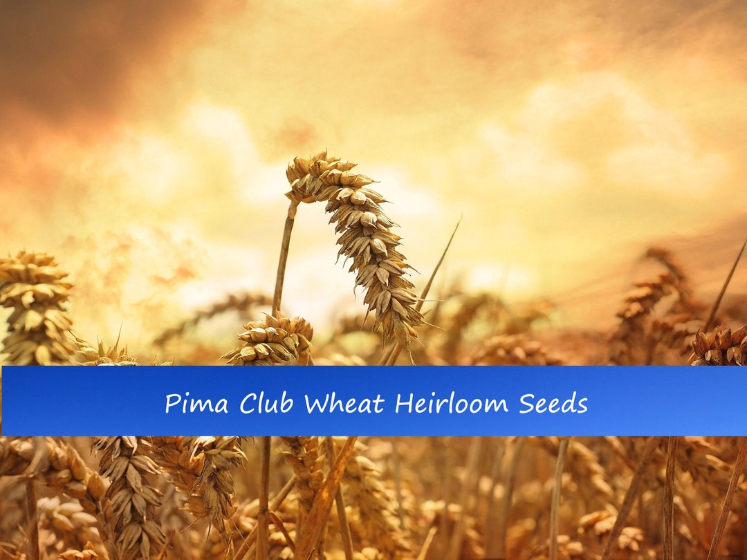 100 Heirloom Grain Seeds-pima Club Wheat-ancient Cereal Grain-all Zones ...