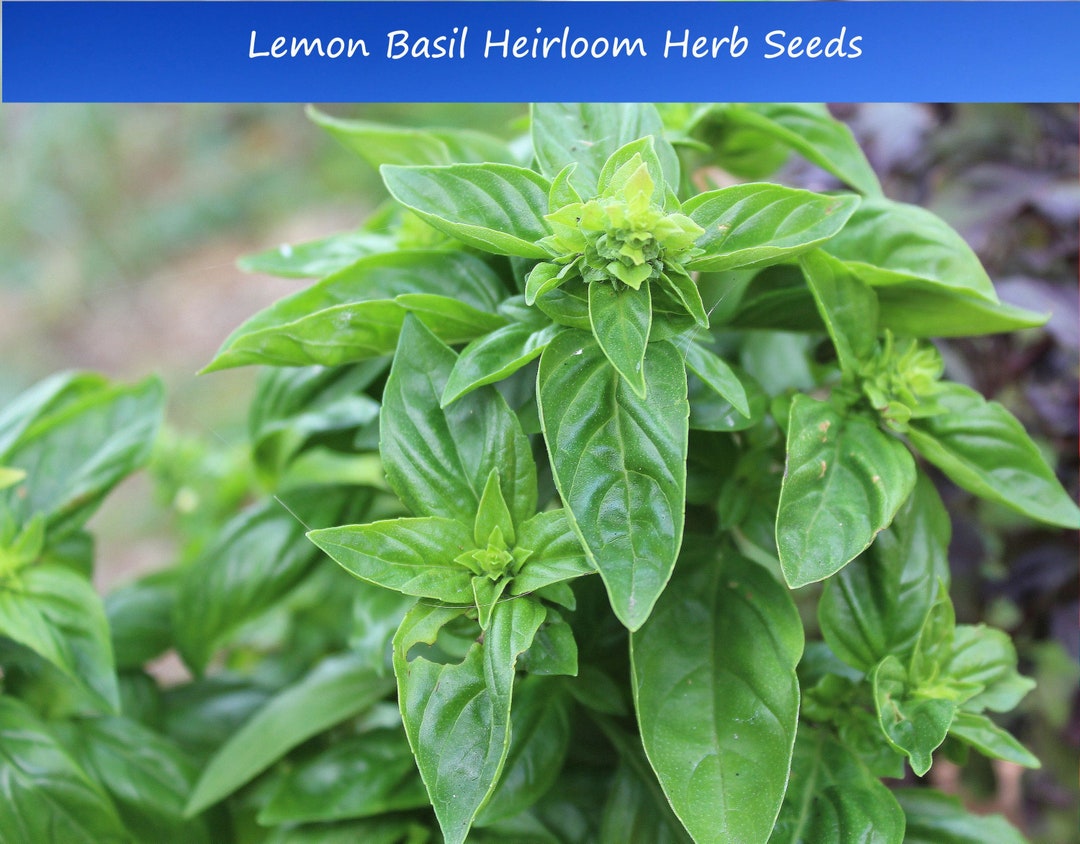 100 Heirloom Lemon Basil Herb Seeds! All Natural Garden Seeds - Etsy