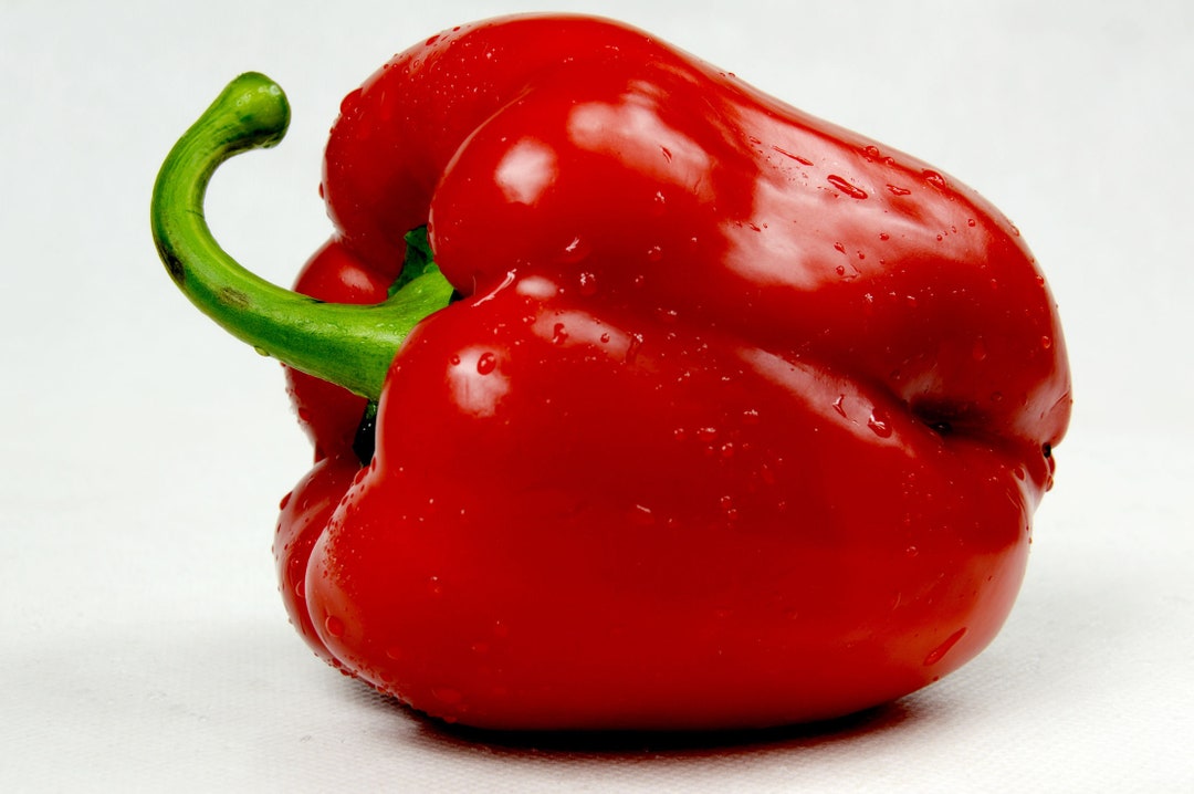 10 Heirloom King of the North Sweet Pepper Seeds! - Etsy