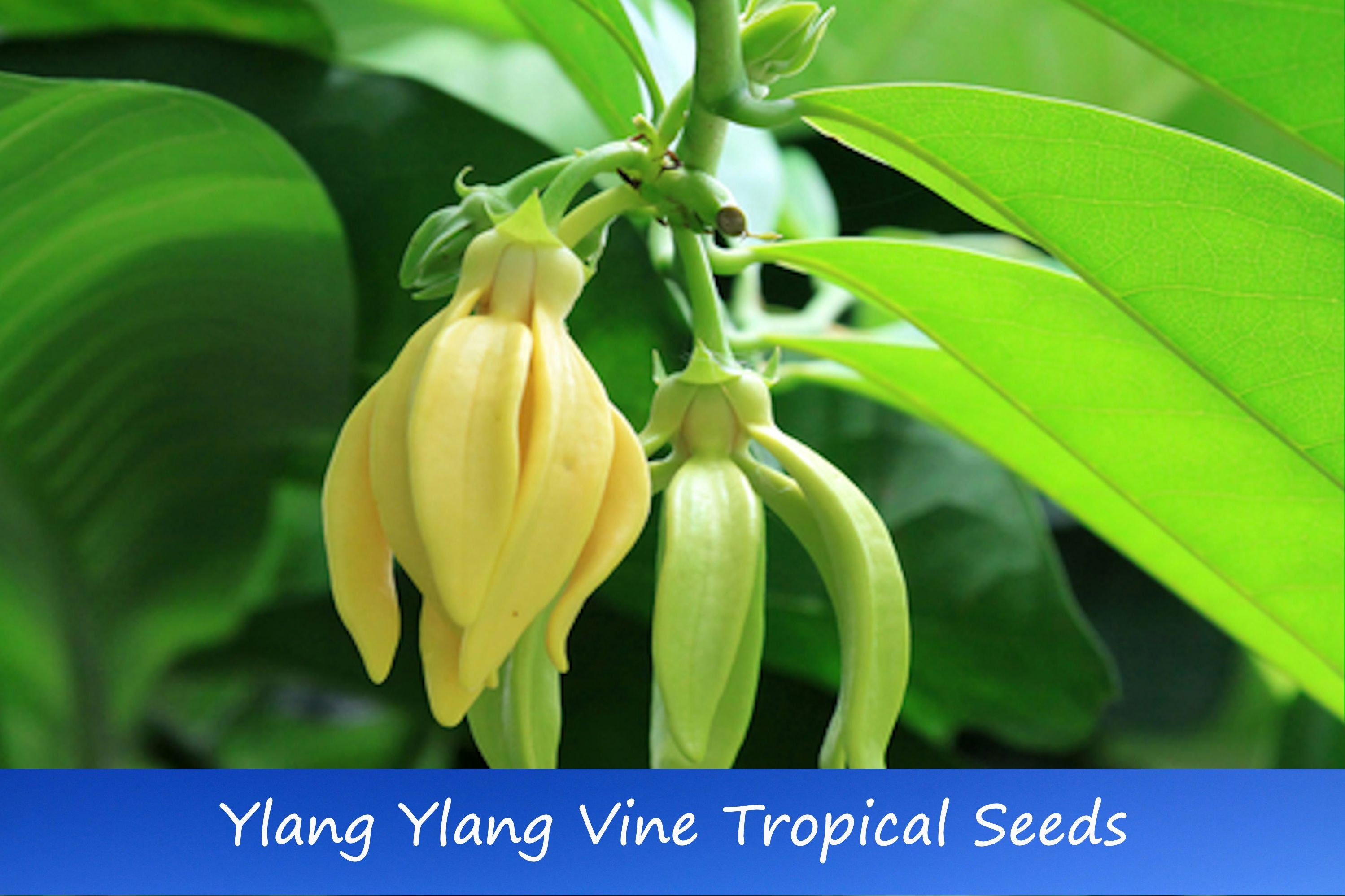 Ylang Ylang Vine