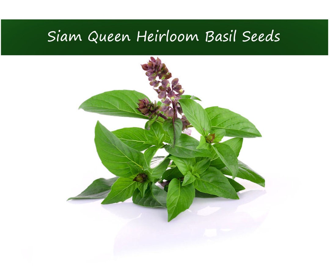 100 Heirloom Herb Seeds - Siam Queen Basil- Spectacular in Recipes ...