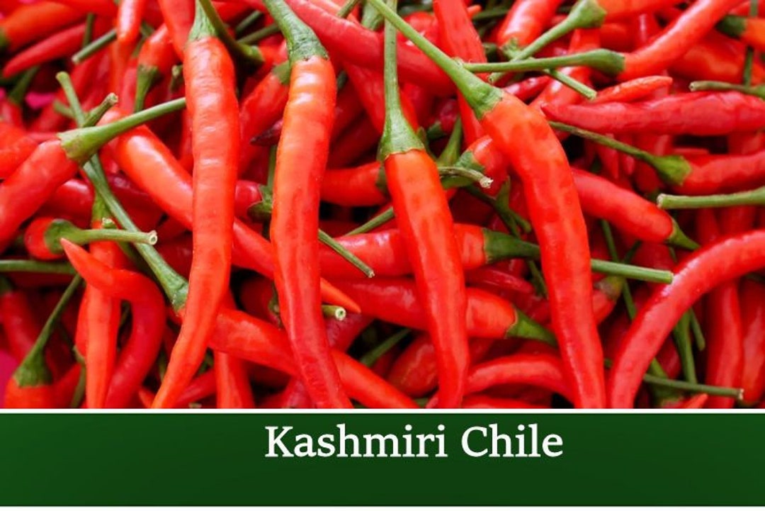 Kashmiri Chilli /chile Pepper-20 Seeds Vegetable Spice -hot Pepper ...