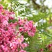 Tropical Seeds-red Shower Tree 10 Seeds cassia Marginata - Etsy