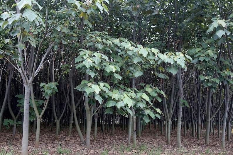 Balsa Wood Tree 10 seeds Bonsai Ornamental Tropical | Etsy