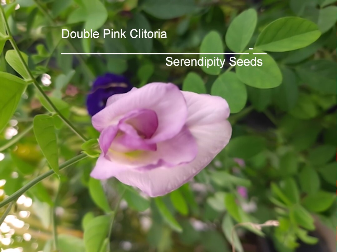 Tropical Flower Seeds very Rare Douple Pink Butterfly Pea 10 Seeds ...