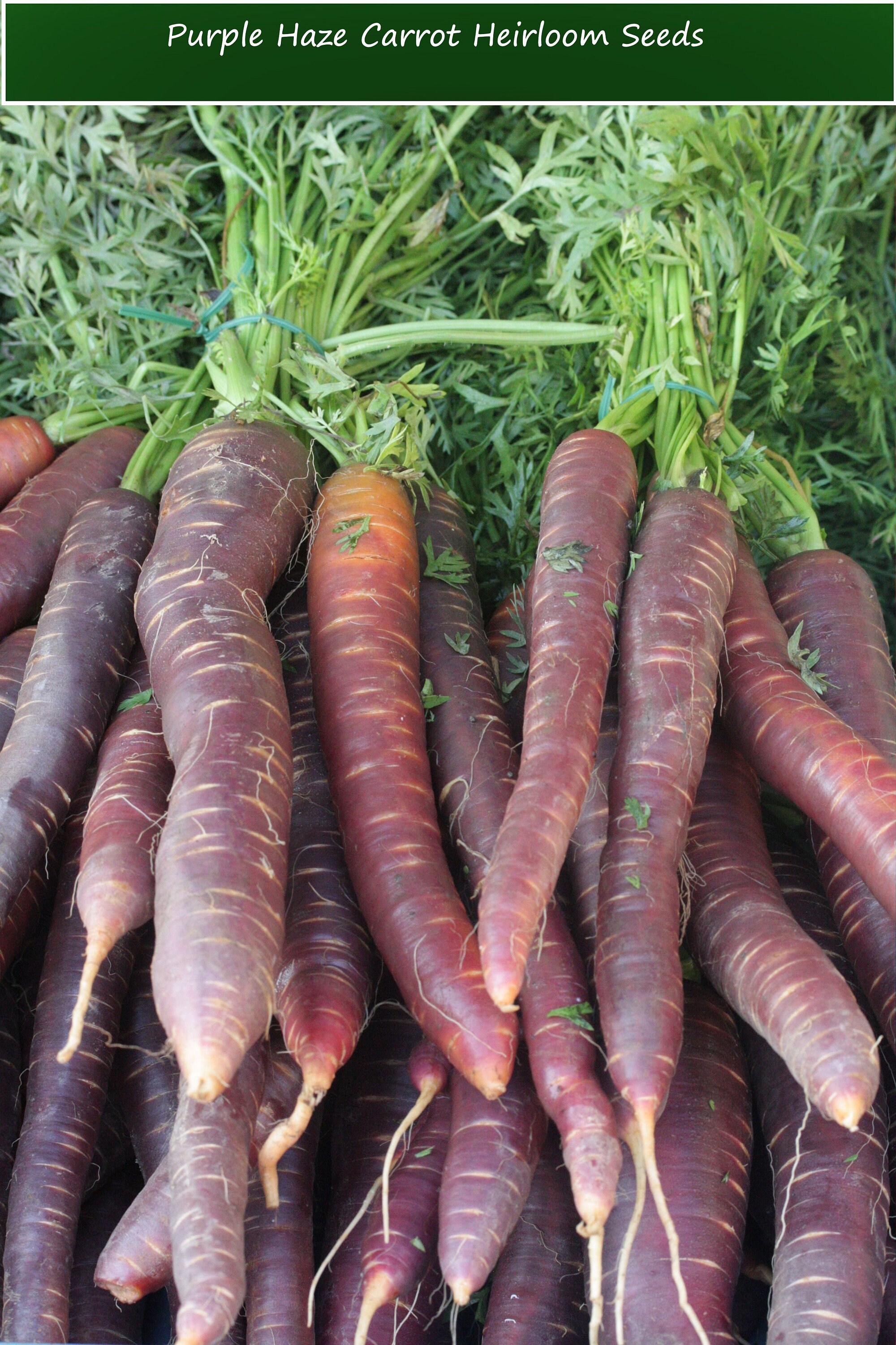 Single Purple Carrot