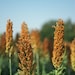 5000 Heirloom Japanese Millet Seeds! Forage Crop Ground Cover - All ...