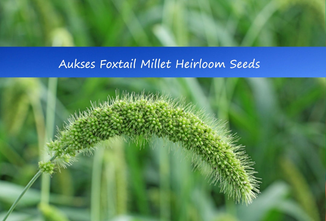 500 Heirloom Grain Seeds - Foxtail Millet -forage Crop Ground Cover ...