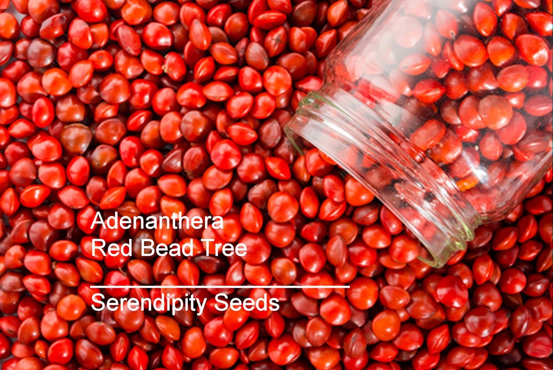 10 Heirloom Tropical Seeds- Coral Wood Tree - Red Lucky Tree ...