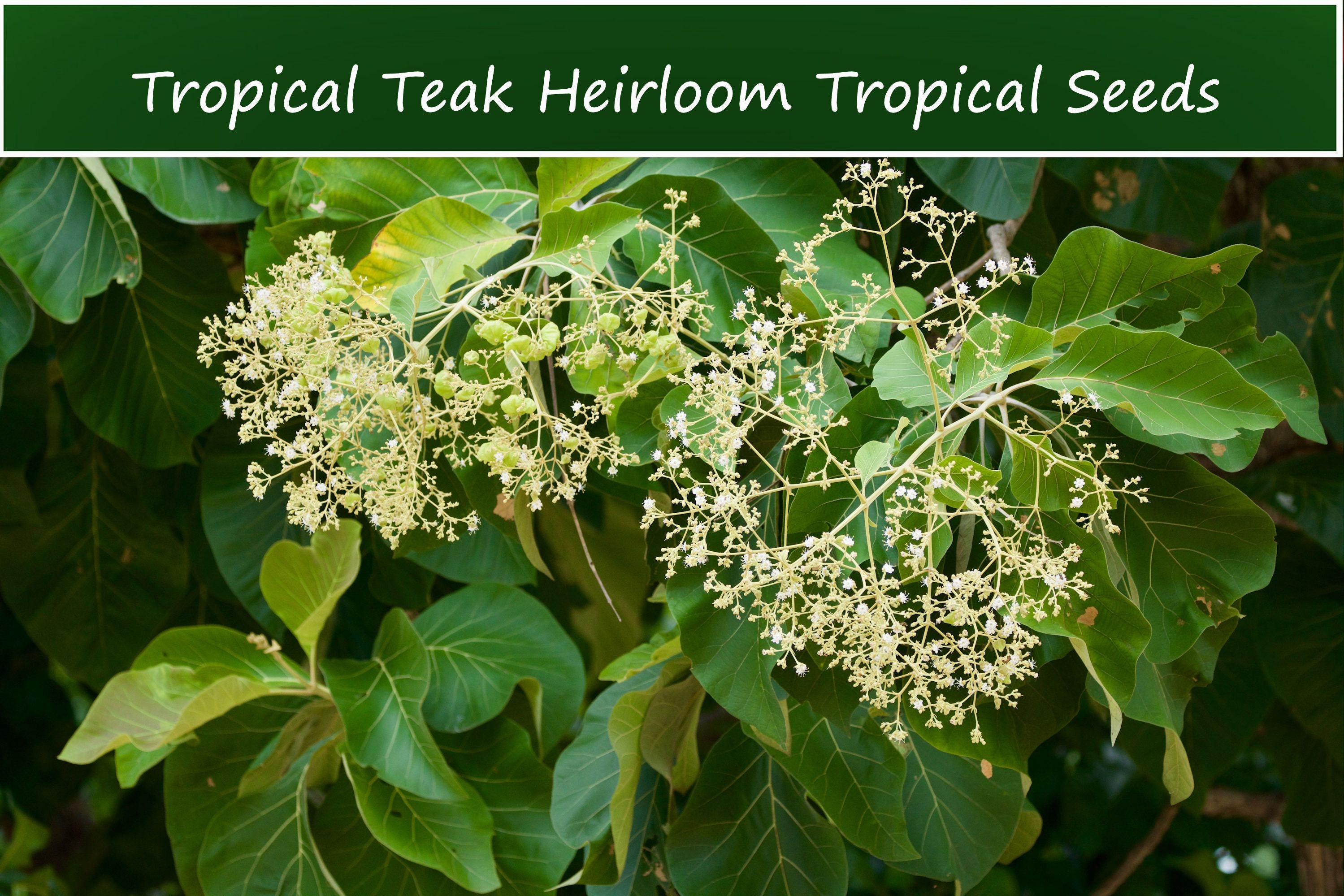 Teak Tree Flower