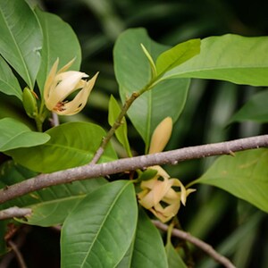 Tropical Seeds-joy Perfume Tree -5 RARE Seeds- Magnolia Family Stunning ...