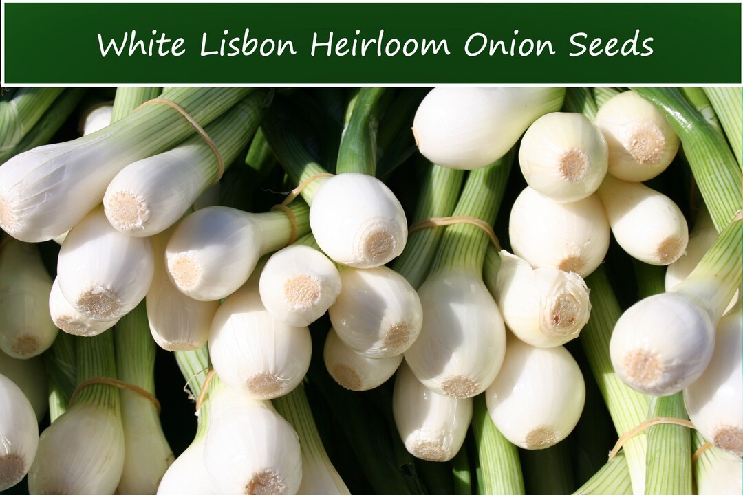Vegetable Seeds White Lisbon Bunching Onion 50 Seeds-tasty Pearl-white ...