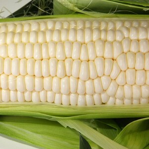 20 Heirloom Silver King Corn Seeds-buy More Save More-mix & Match! - Etsy