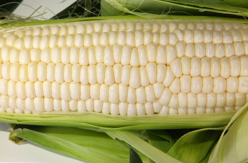 Vegetable Seeds-silver King Corn 20 SEEDS All Natural - Etsy