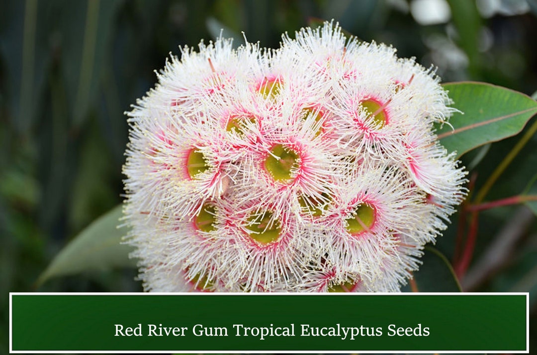 Tropical Seeds- Red River Gum-25 Seeds--- Eucalyptus Camaldulensis-save ...