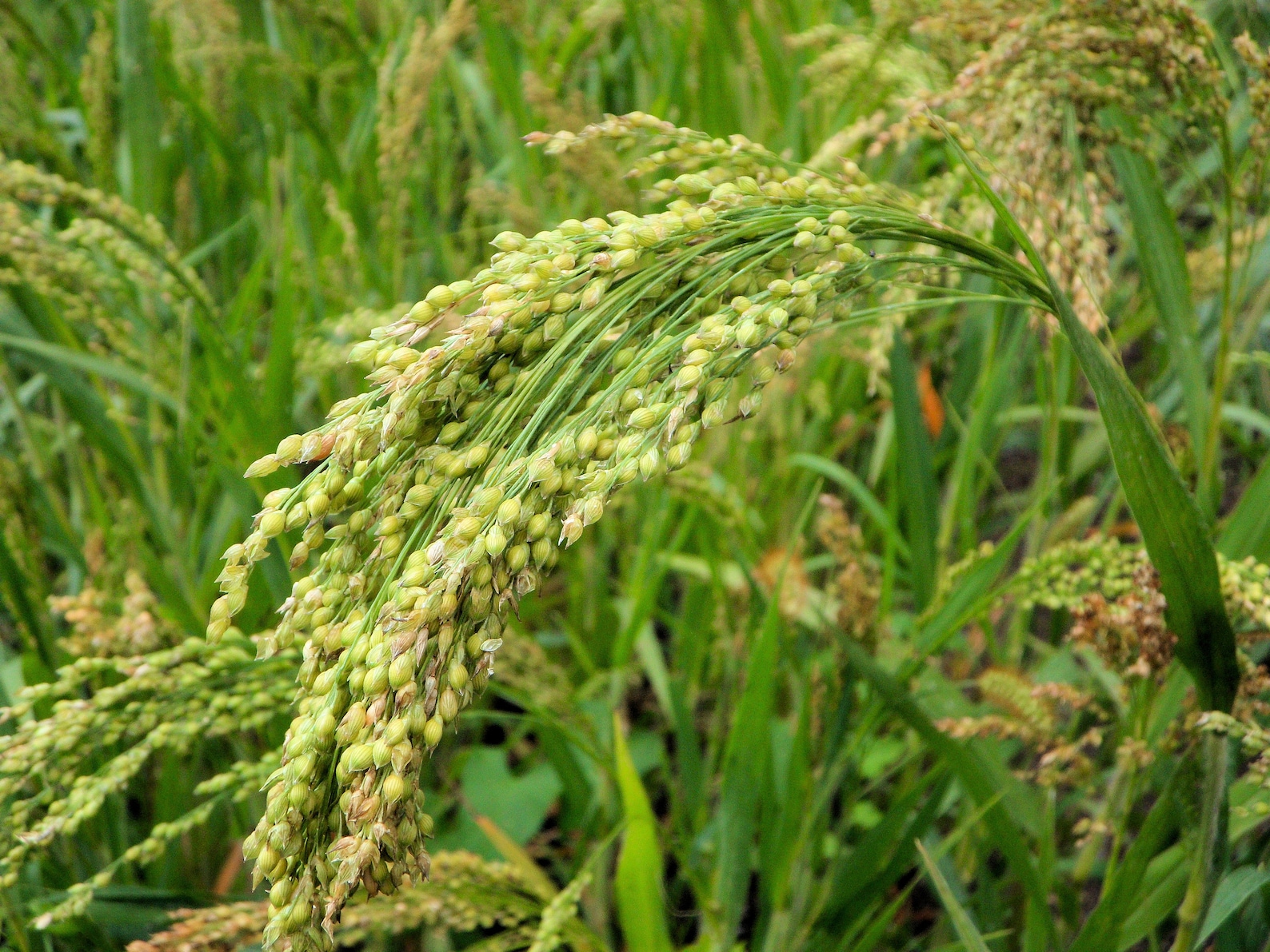 500 Heirloom Brown Top Millet Grain Seeds -buy More Save More-mix ...