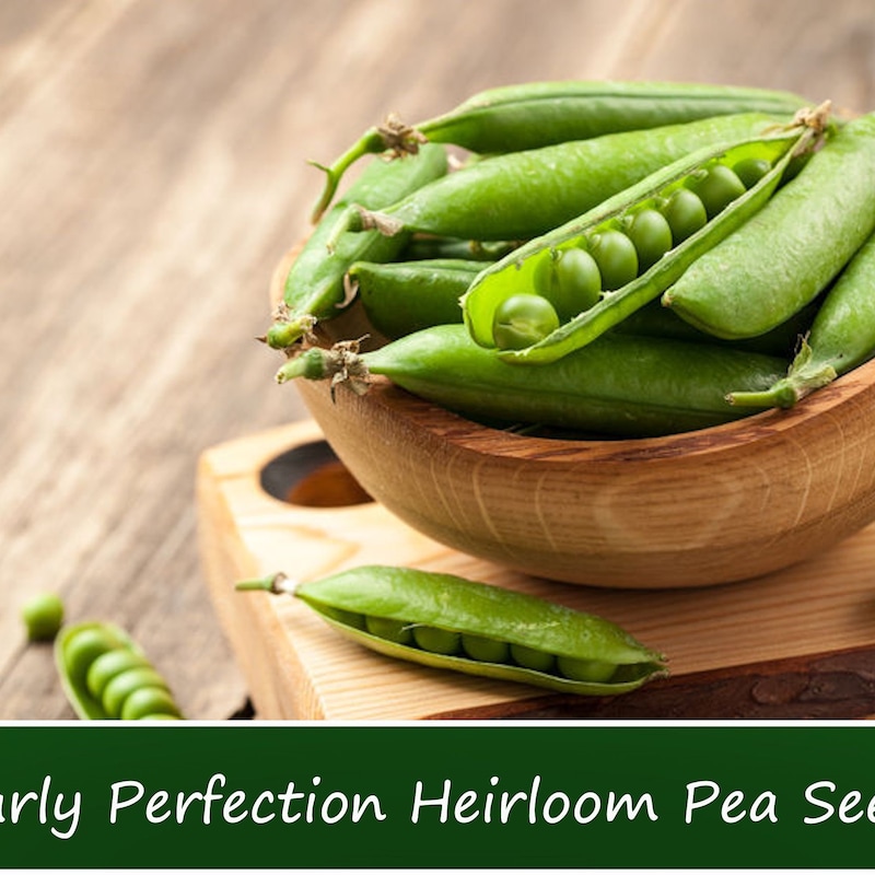 SerendipitySeeds - Etsy