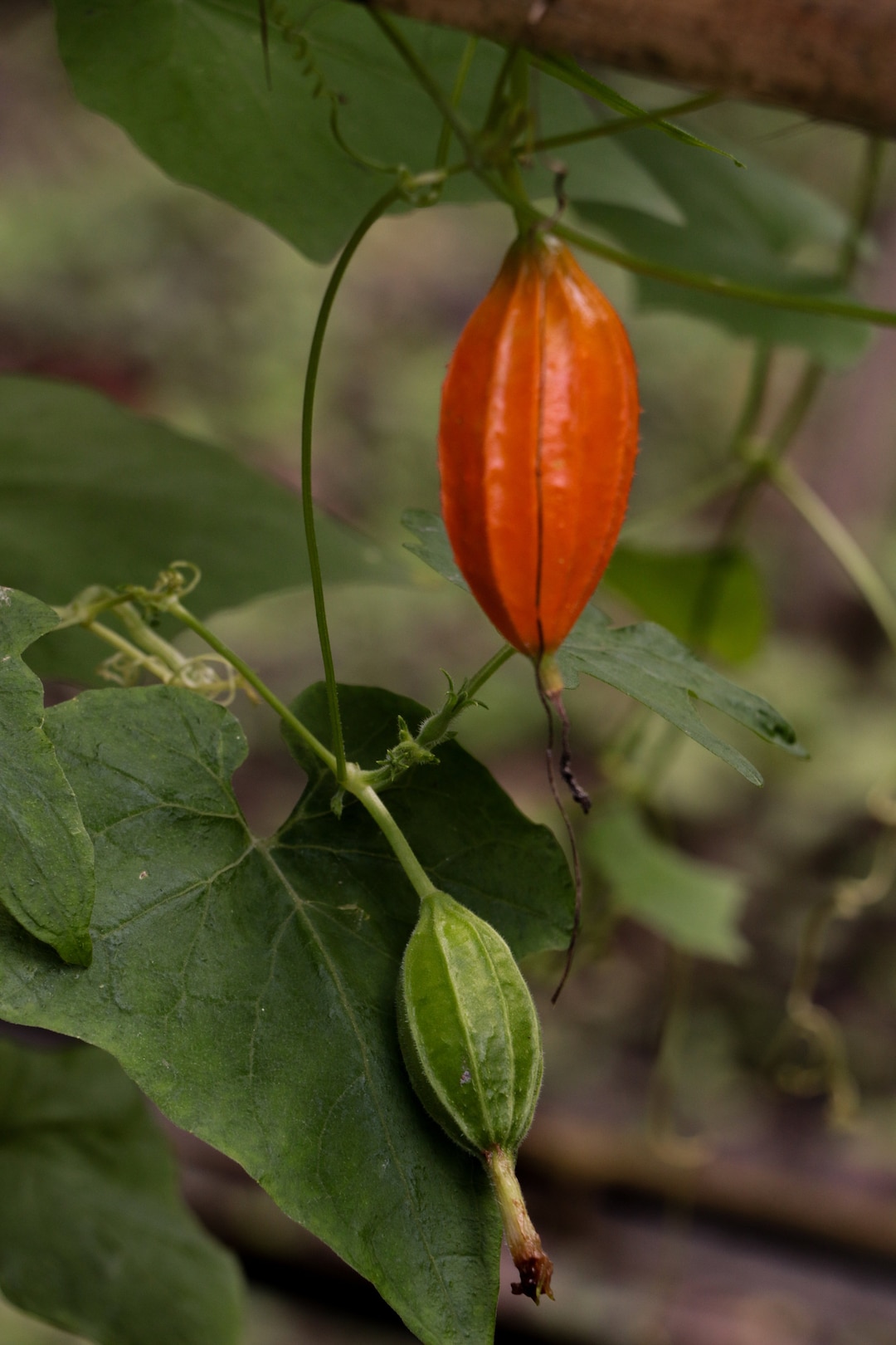 10 Heirloom Ribbed Orange Gourd Seeds - Rare! Trichosanthes Costata - Etsy