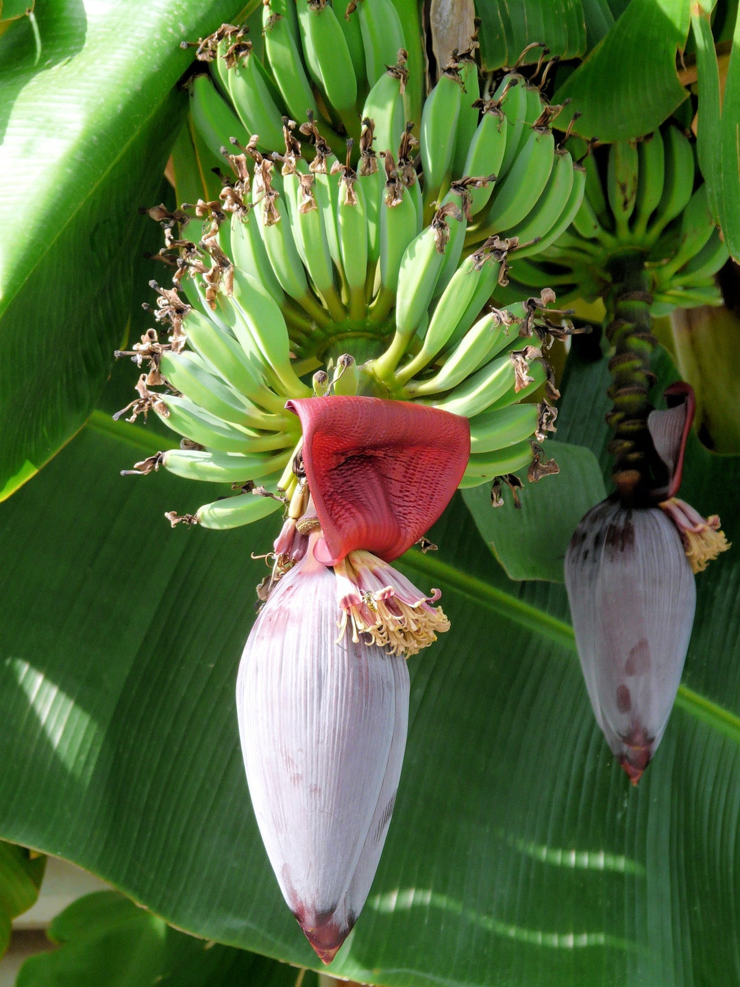 10 Heirloom Banana Seeds- Tropical -musa Ochracea- Very Rare ...