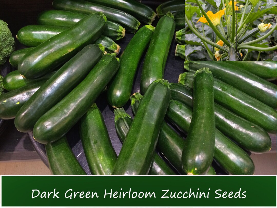 Vegetable Seeds-zucchini Dark Green Squash 20 Heirloom Seeds Great ...