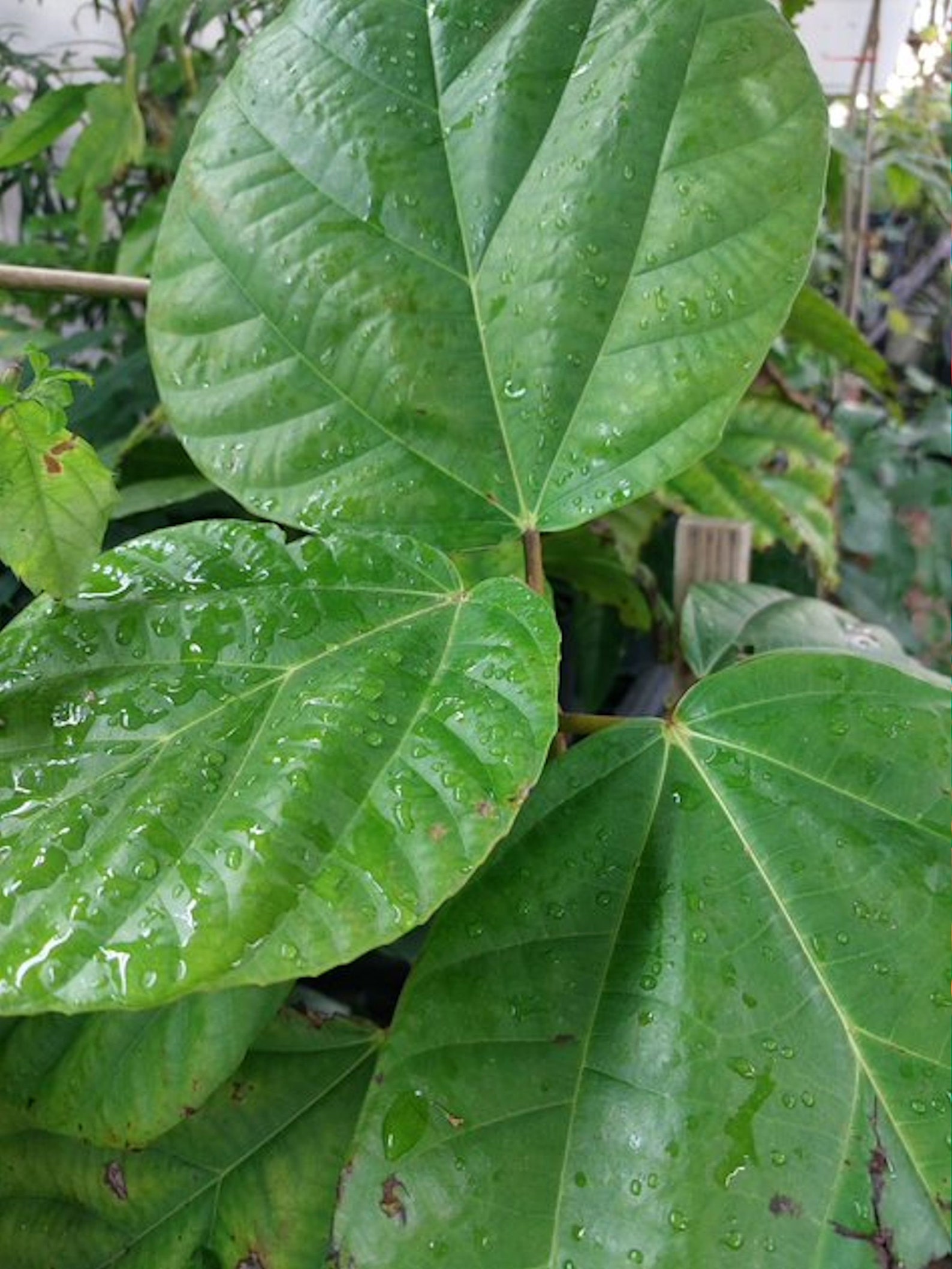 20 Heirloom Seeds -ficus Auriculata Elephant Ear Fig Tree Seeds ...