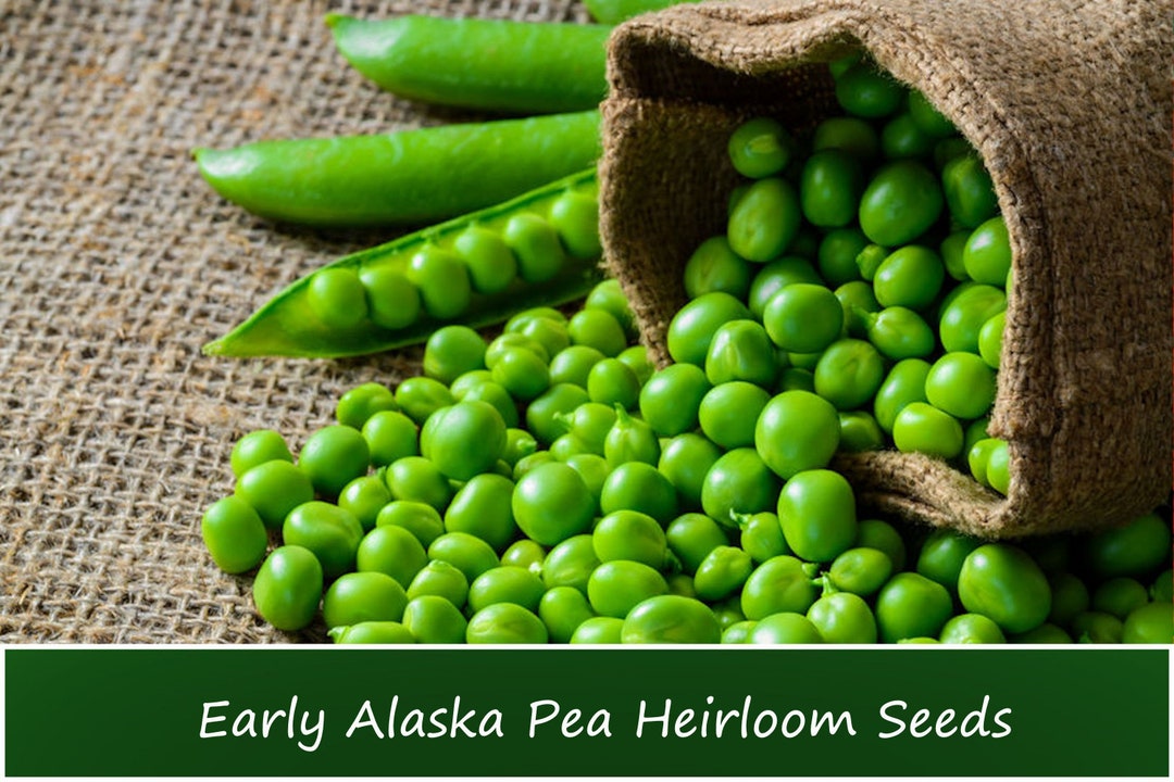 Vegetable Seeds-early Alaska Heirloom Pea -choose Pack Size Below -cool ...
