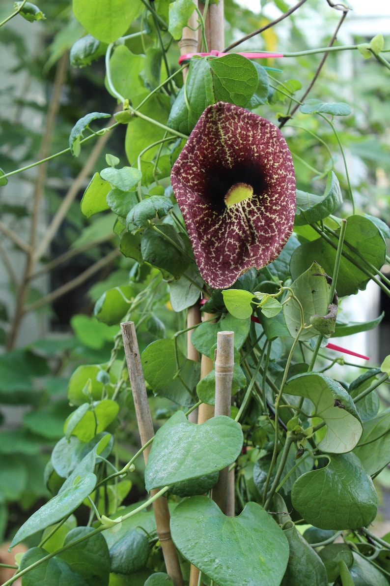 10 Seeds -aristolochia Elegans-calico Flower-tropical Evergreen ...
