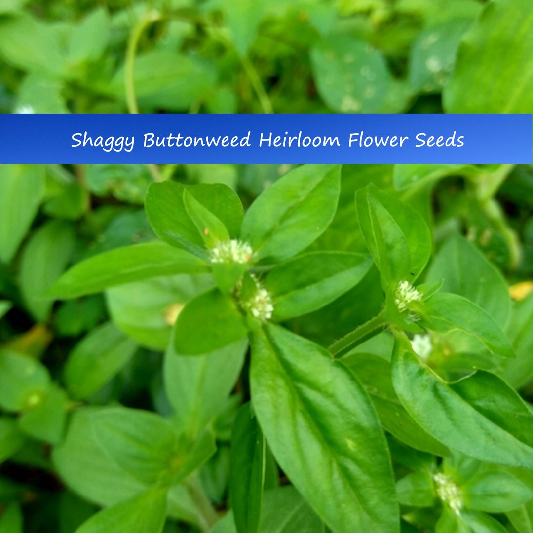 100 Heirloom Shaggy Buttonweed Flower Seeds! - Etsy