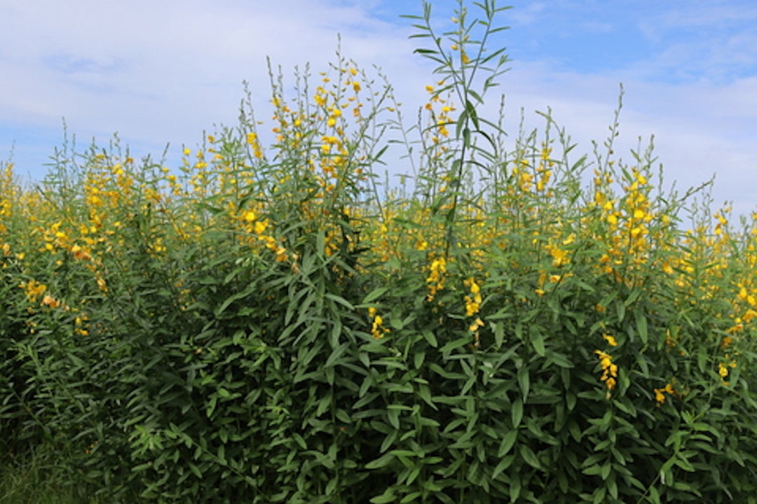 20 Wildflower Seeds -smooth Rattlebox-wildflower- -crotalaria Pallida ...