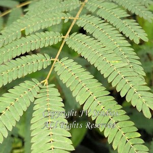 Yellow Silk Tropical Tree 10 Seeds Albizia Guachapele - Etsy
