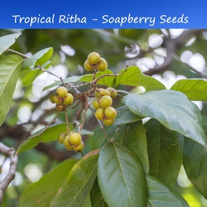Tropical Seeds soap Nut Ritha Tree 5 Rare Seeds Sapindus Mukorossi - Etsy