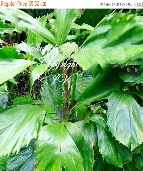 Trees 8 Seeds Very Rare Reinhardtia simplex Window Pane Palm tropical ...