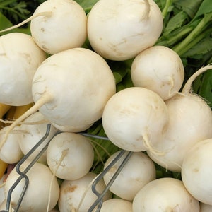 RADISH VEGETABLE SEEDS White Globe Radish 100 Seeds-heirloom all Natural Delicious Classic Top ...