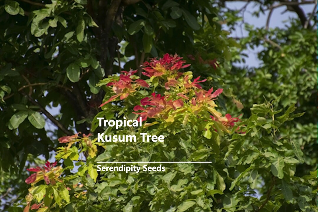 Tropical Seeds kusum Tree 5 Heirloom Seeds Schleichera Olerosa Seed ...