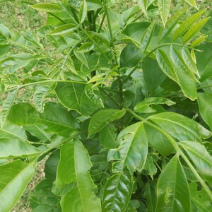 5 Rare Tropical Seeds --soap Nut- Ritha Tree - Sapindus Mukorossi-save ...