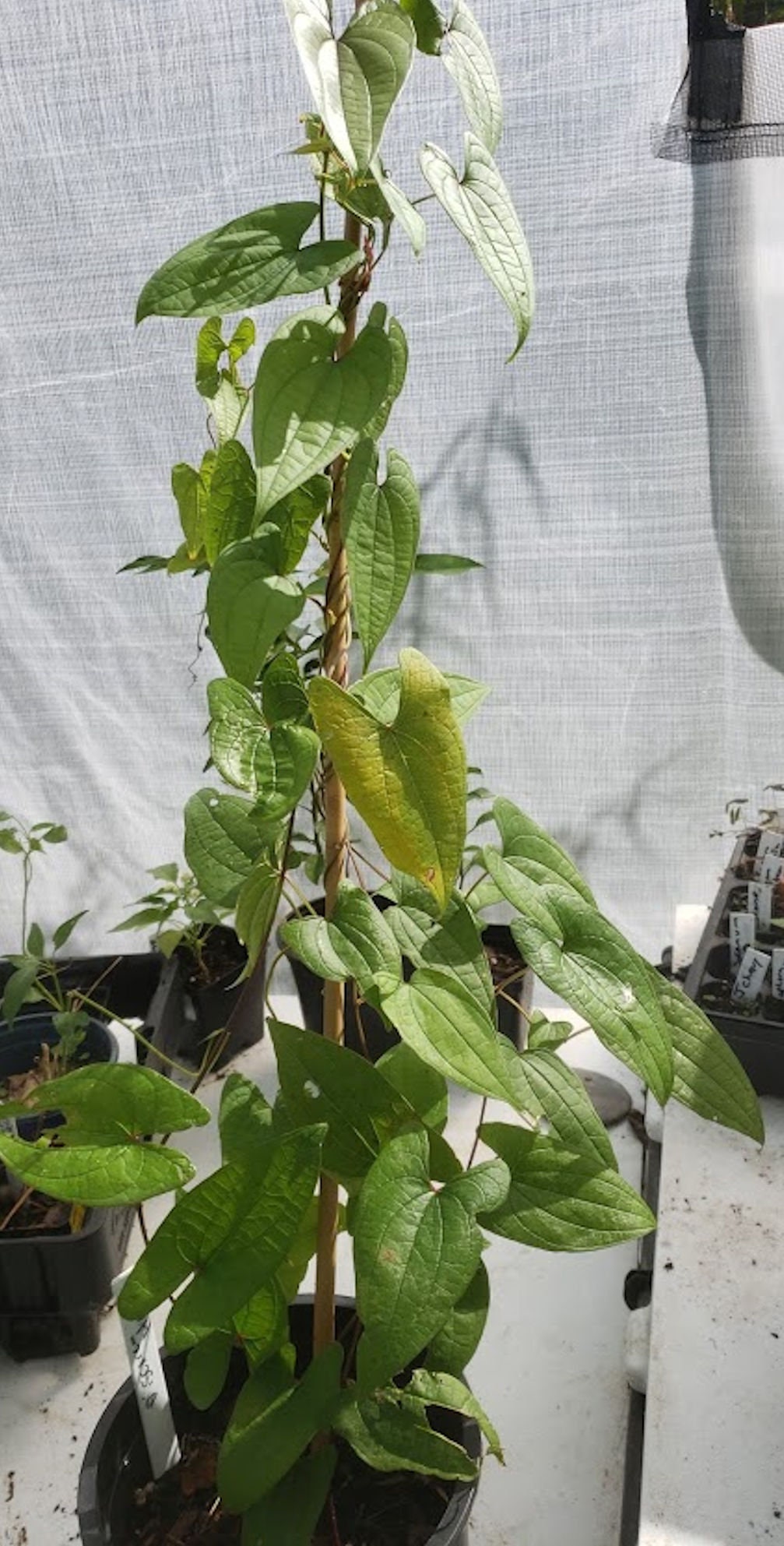 10 Rarely Produced SEEDS from a flower Mountain Yam Use | Etsy