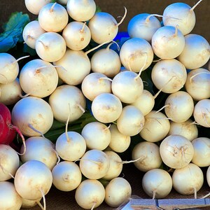 RADISH VEGETABLE SEEDS White Globe Radish 100 Seeds-heirloom all Natural Delicious Classic Top ...
