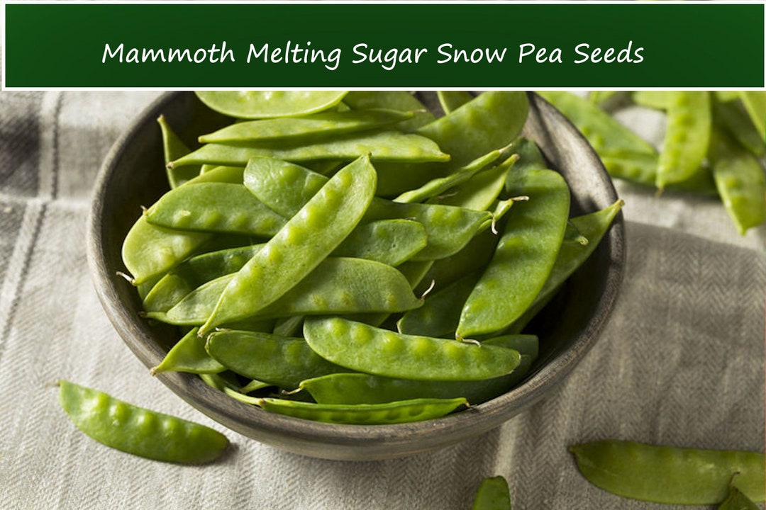 100 Vegetable Seeds-mammoth Melting Sugar Snow Pea Seeds- Garden ...