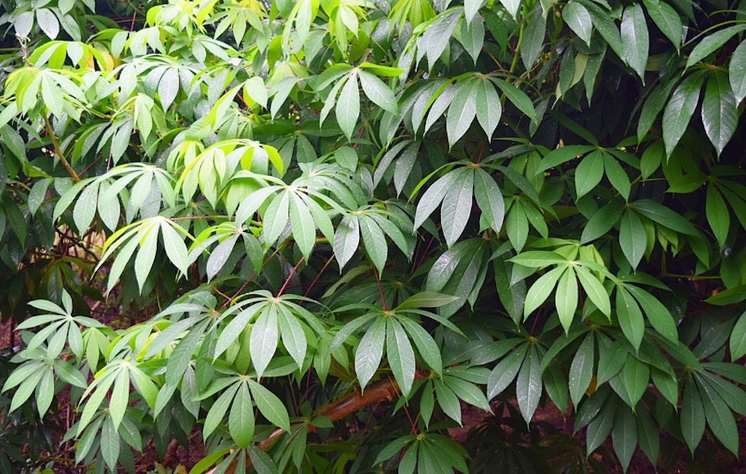 5 RARE Tropical Heirloom Seeds -tapioca Plant Seed - Cassava ...