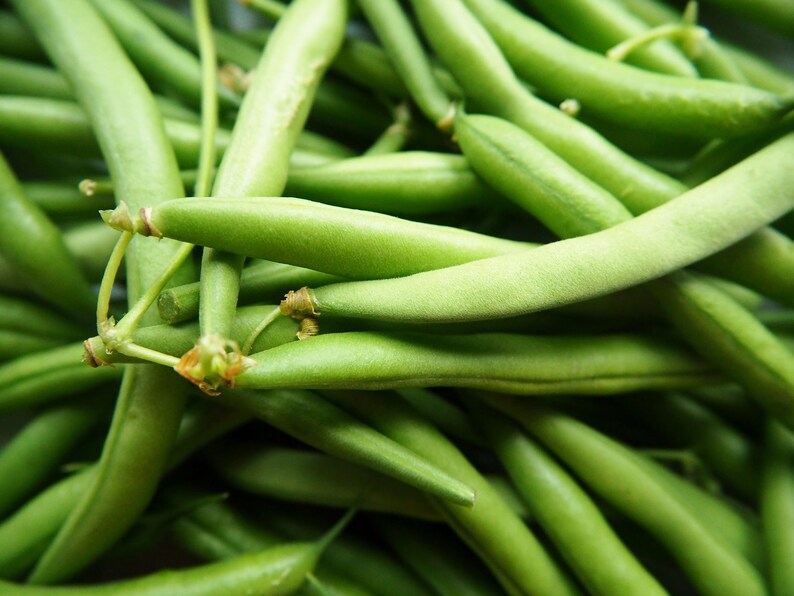 25 Heirloom All Natural White Half Runner Green Bean Seeds - Etsy