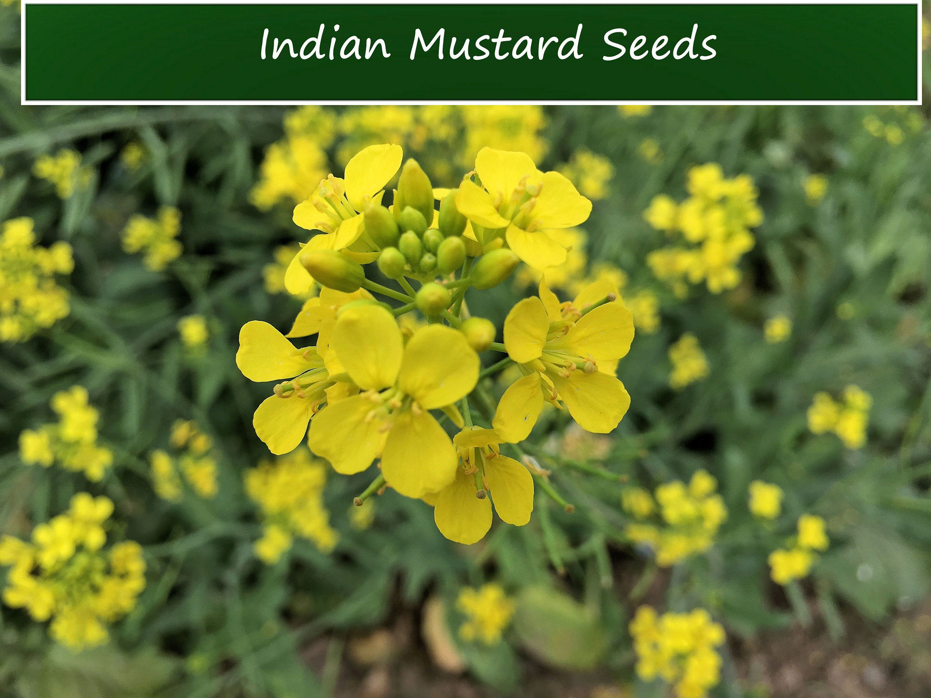 Indian Mustard Seeds
