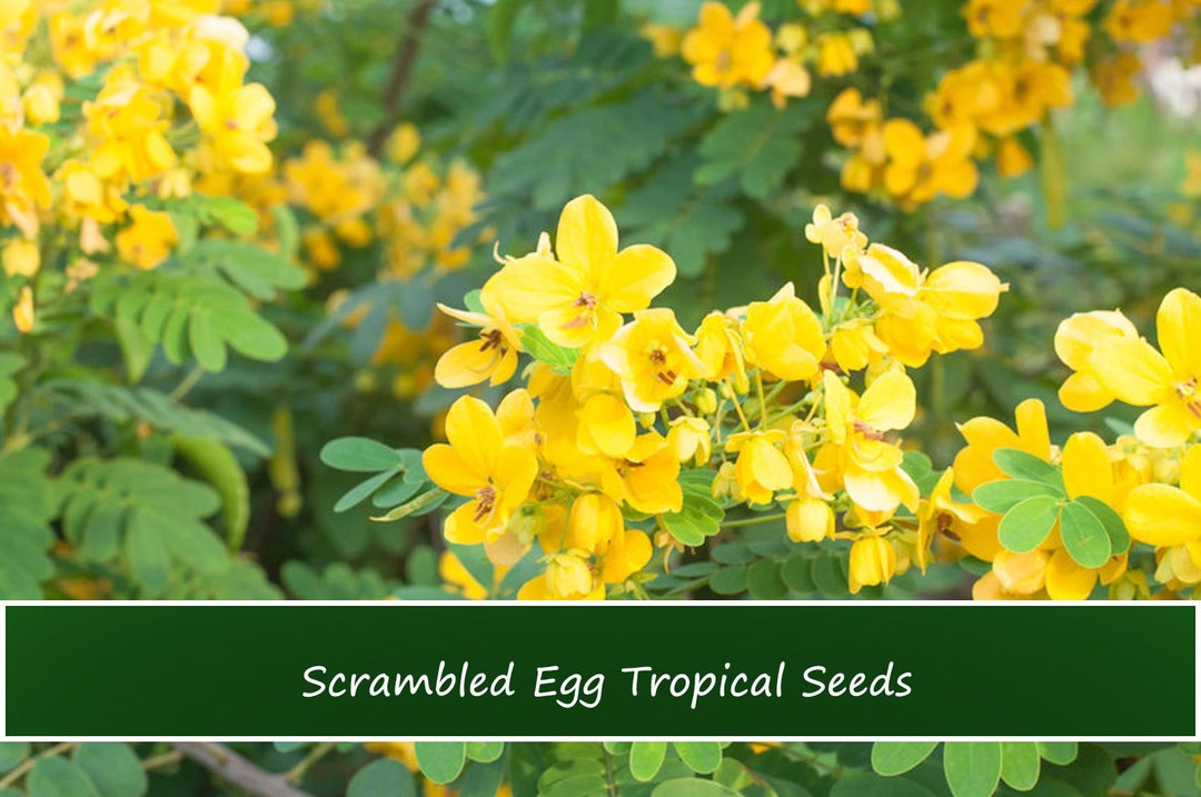 Tropical Seeds-scrambled Egg Tree 20 Heirloom Seeds Senna multi Use ...