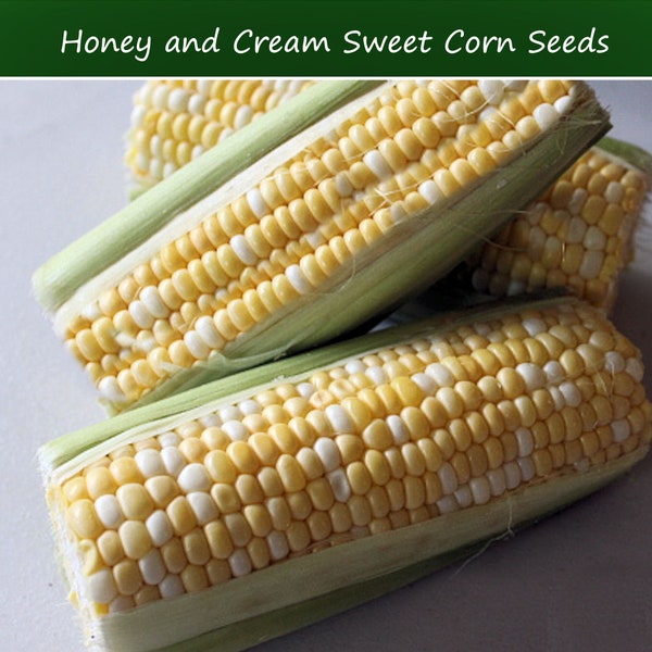 Heirloom Corn - Etsy