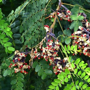 10 Heirloom Tropical Seeds Coral Wood Tree red Bead Tree and Red Lucky ...