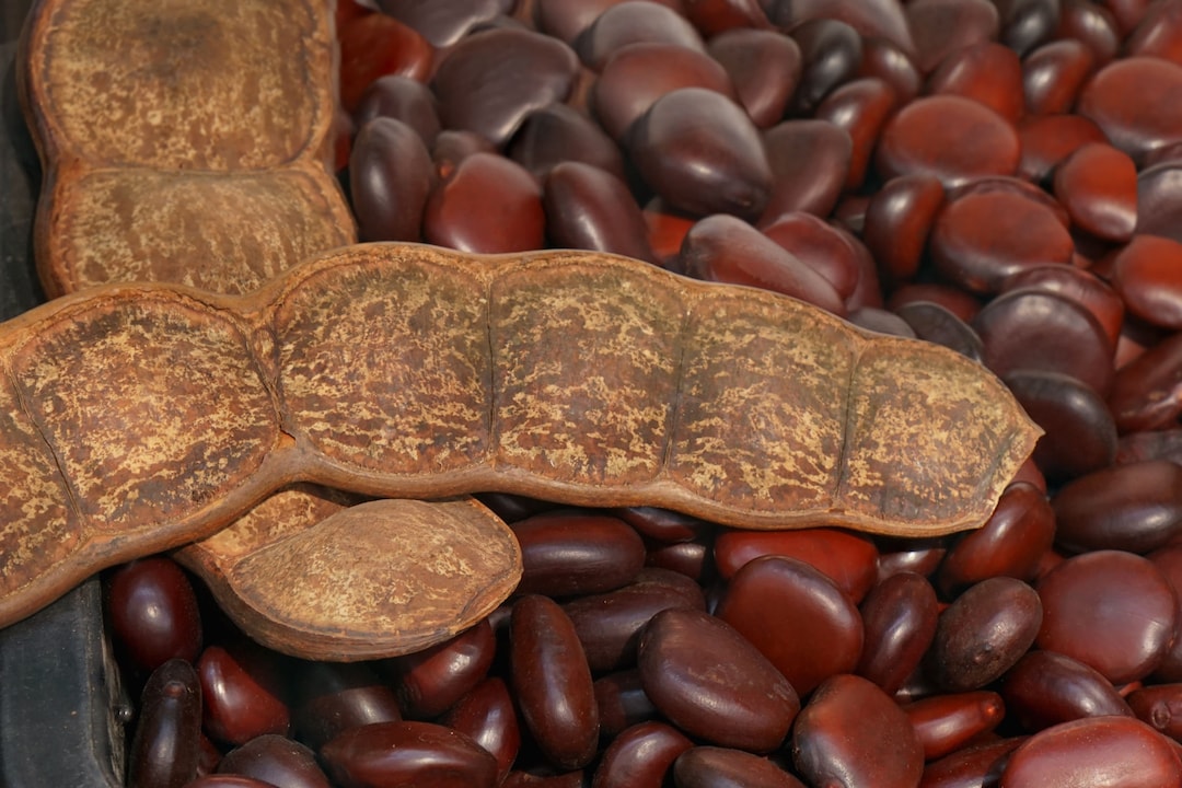 Tropical Seeds-st. Thomas Bean 2 Rare Giant Seeds see Listing tropical ...