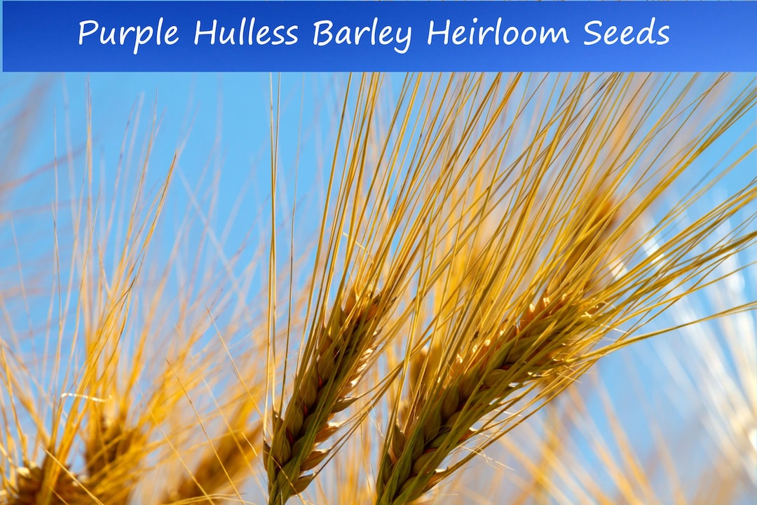 100 Barley Grain Seeds -purple Hulless Barley- All Zones-grow in ...