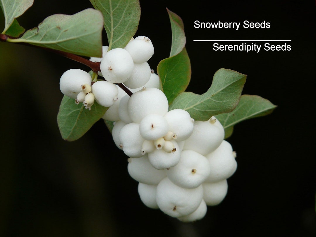 20 Heirloom Tropical Seeds -indian Snowberry- Flueggea / Securinega ...