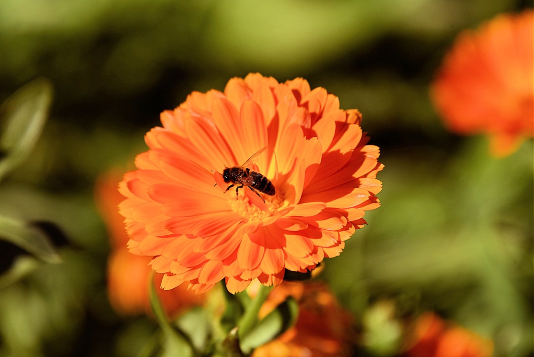 Flower Seeds-calendula Geisha Girl 25 Flower Seeds Annual Perennial ...