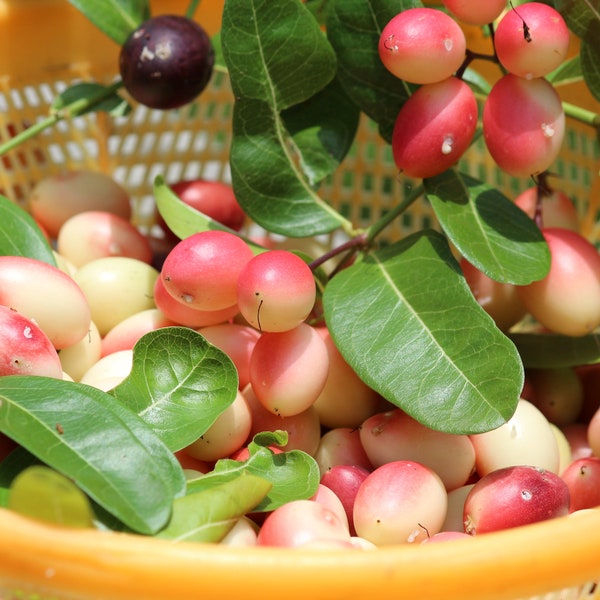 Bengal Currant Plant - Etsy