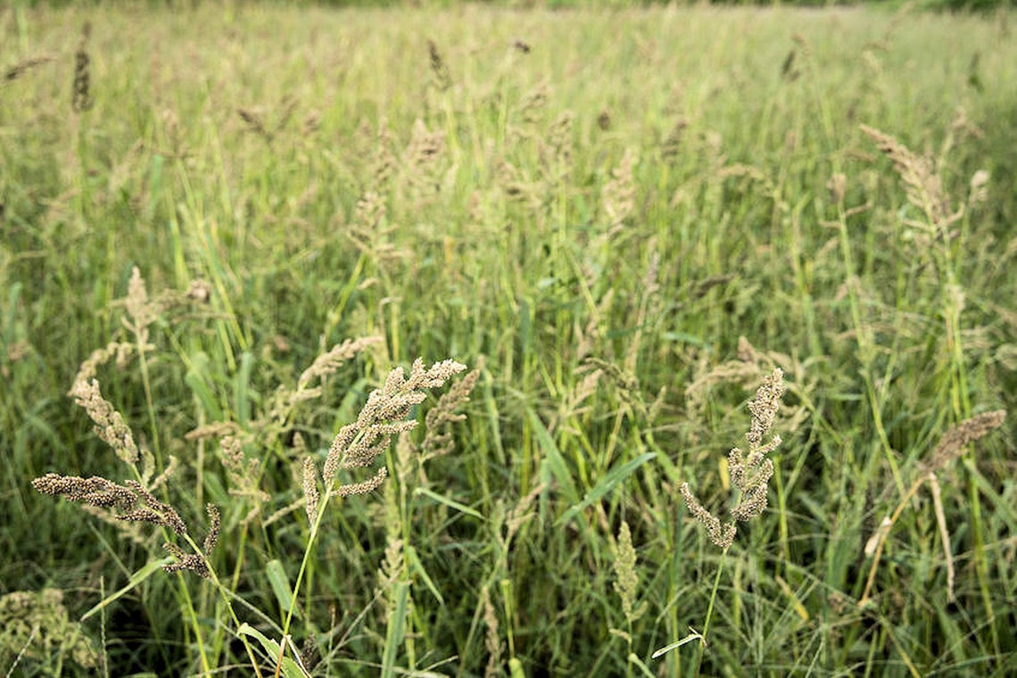 5000 Heirloom Japanese Millet Seeds! Forage Crop Ground Cover - All ...